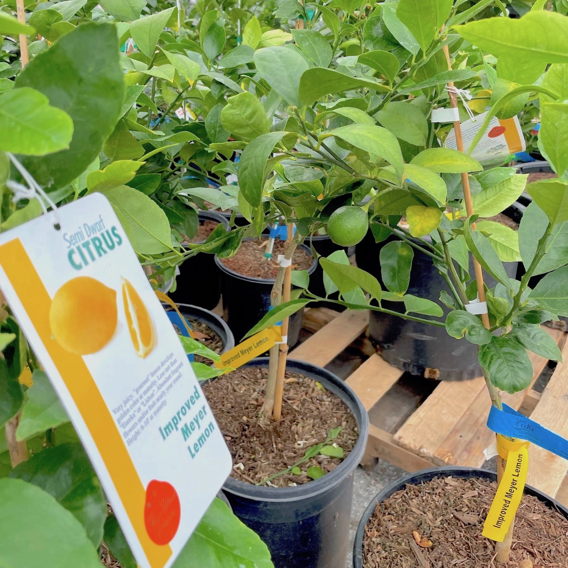 In-Store Pleasant Hill Seminar: Citrus & Subtropical Fruit Trees ...