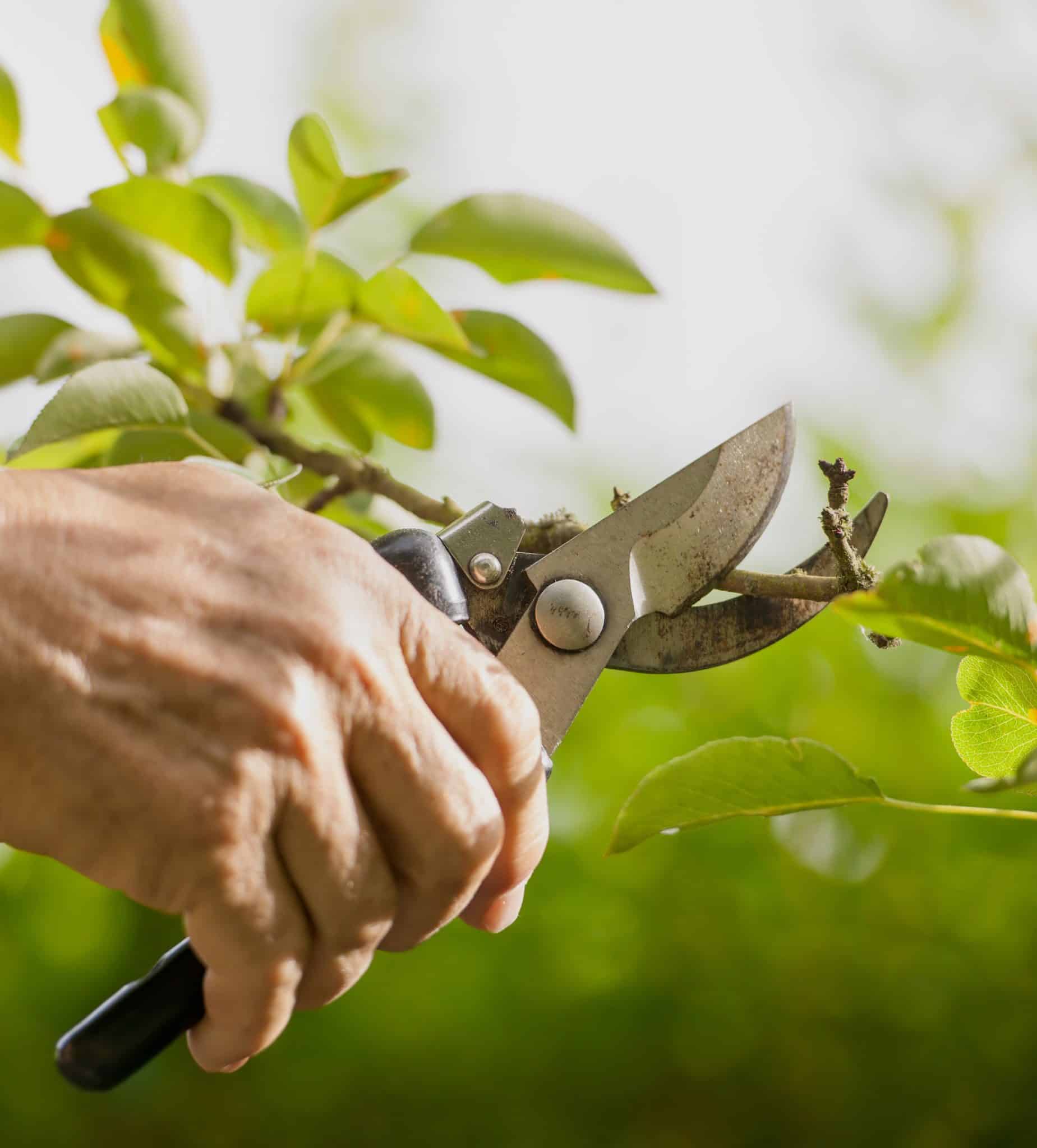 In-Store Sloat Blvd SF Pruning Basics Seminar with Elizabeth Ruiz ...