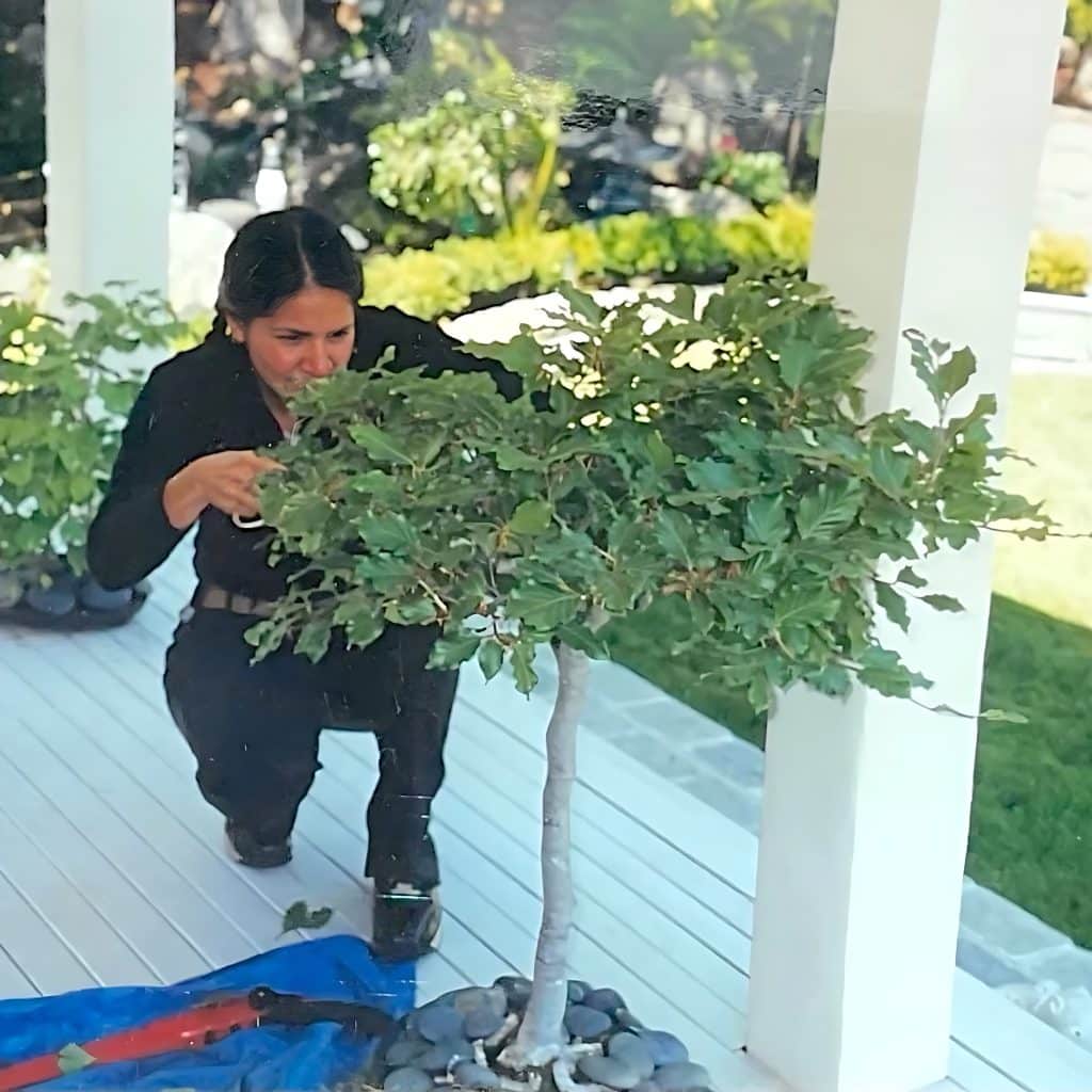 An Interview with Master Pruner Elizabeth Ruiz | Sloat Garden Center