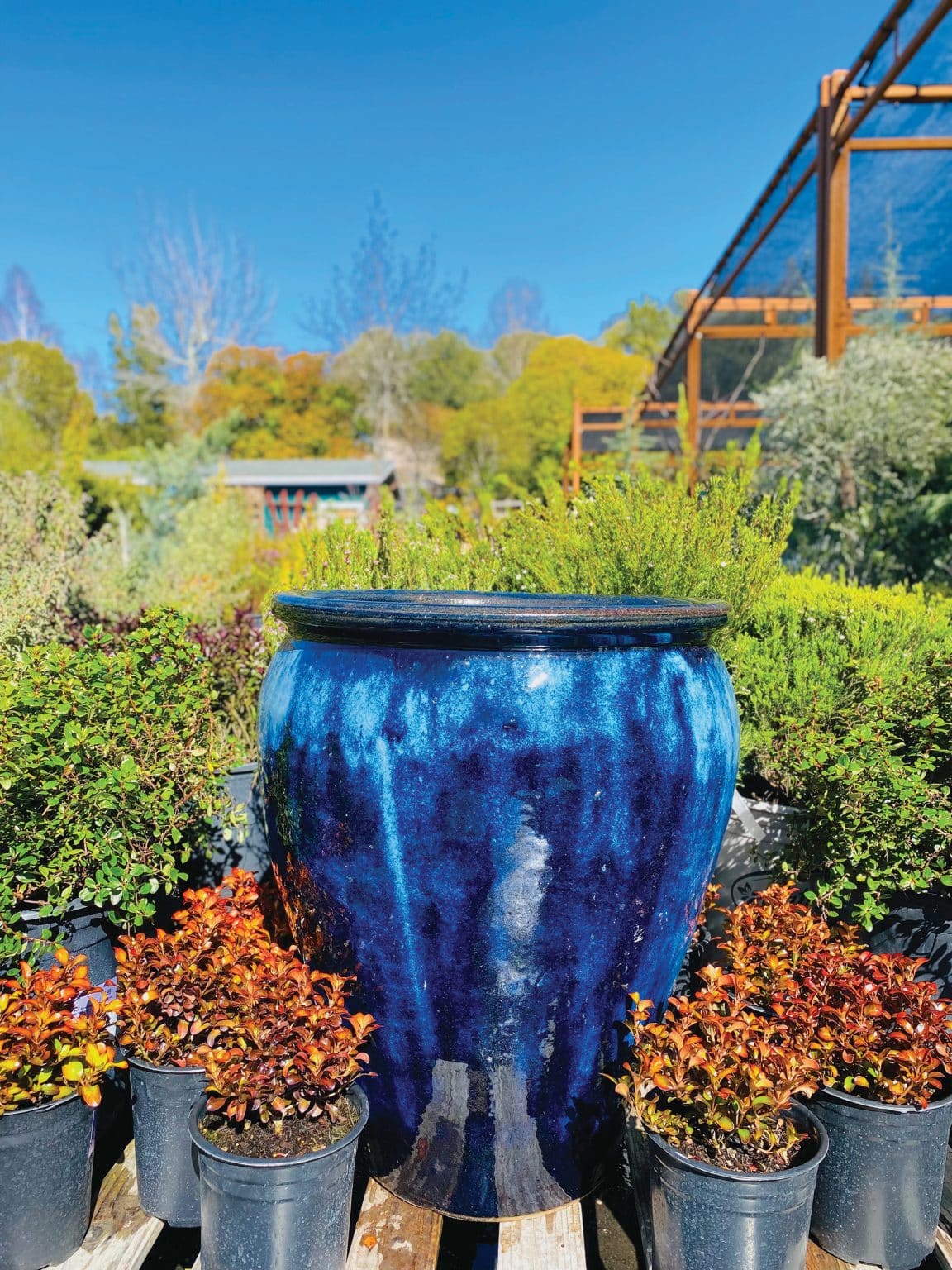 Make a Statement with Extra-Large Pottery | Sloat Garden Center