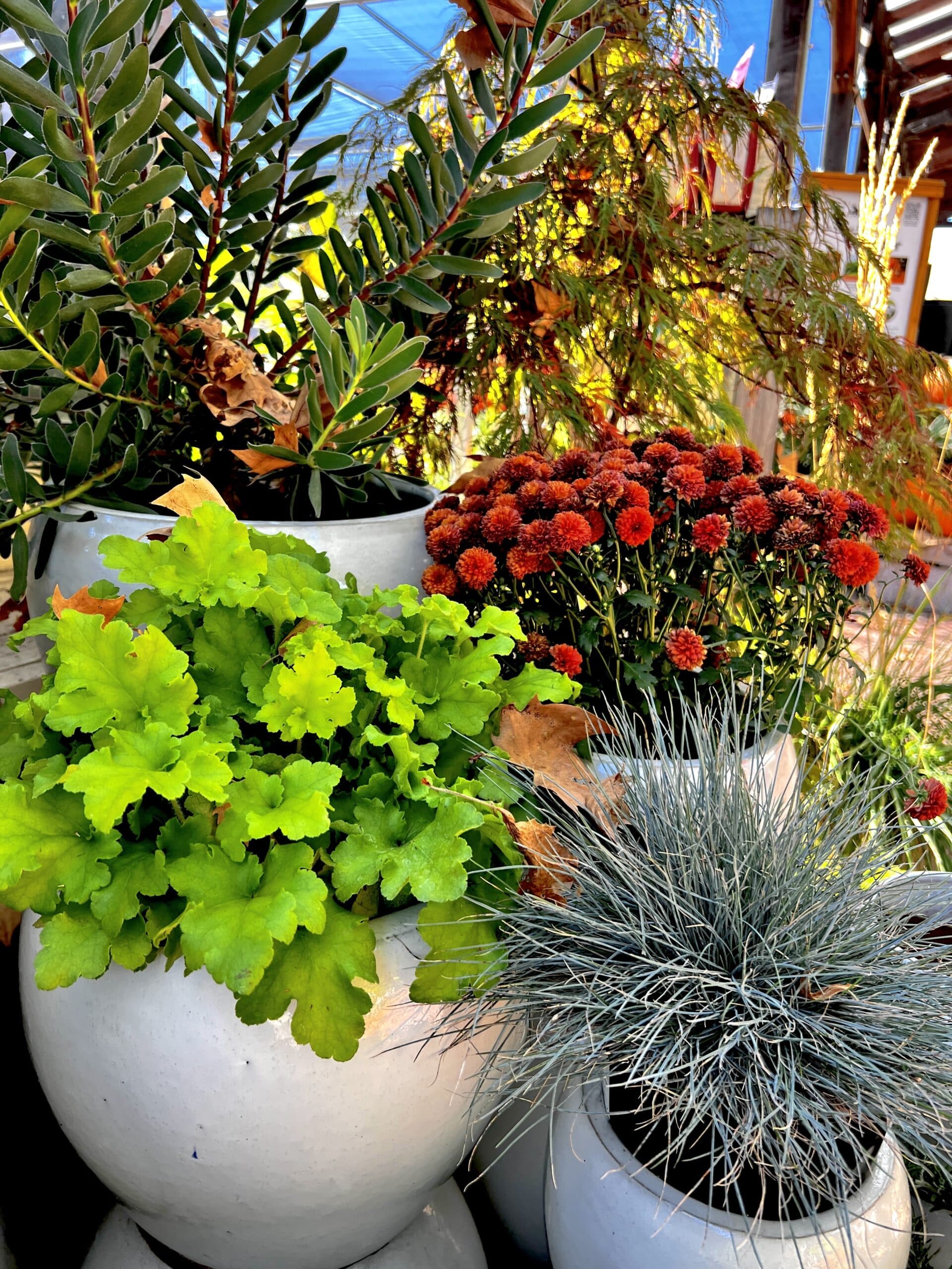 Webinar: Create a Fall Entrance Pot | Sloat Garden Center