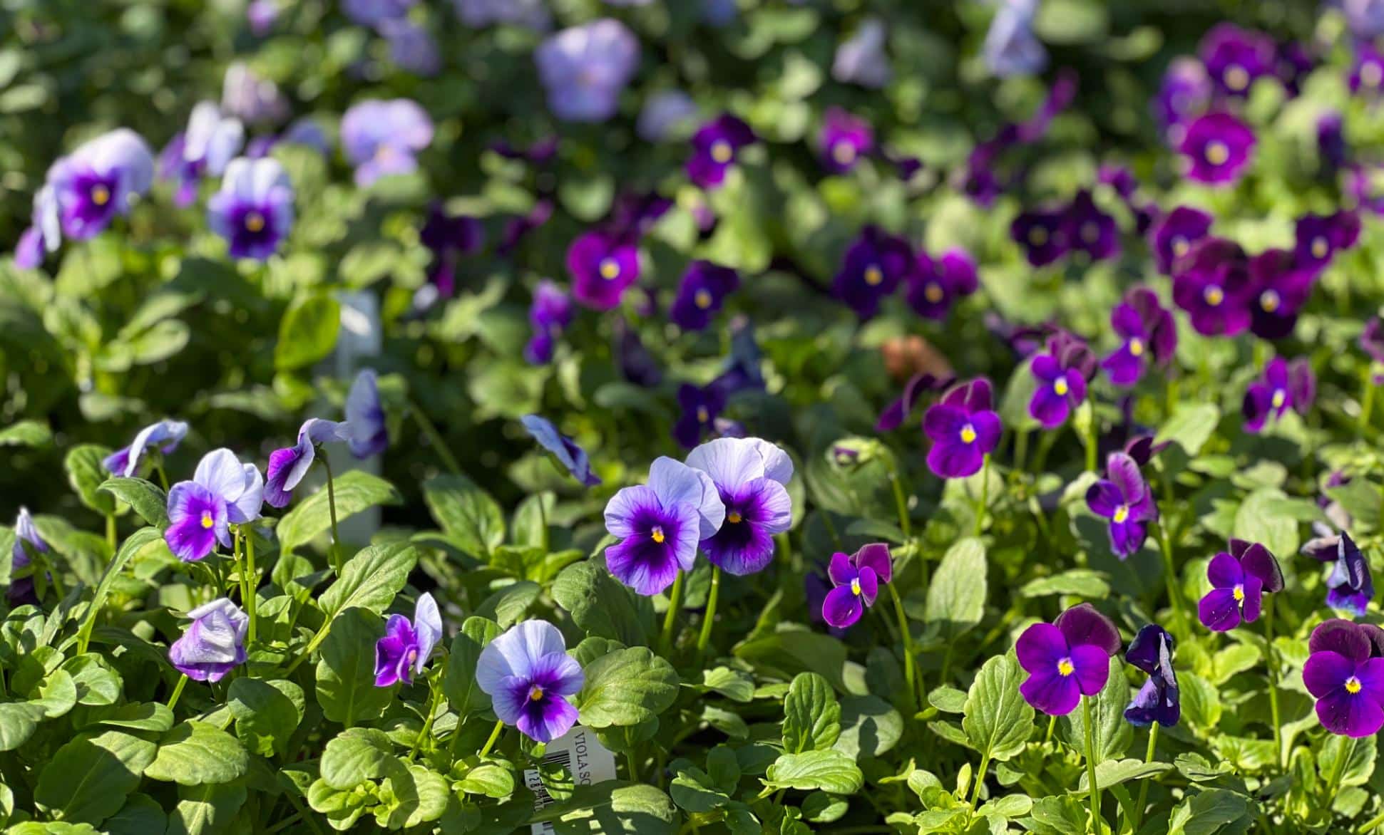 Garden Design Department | Sloat Garden Center