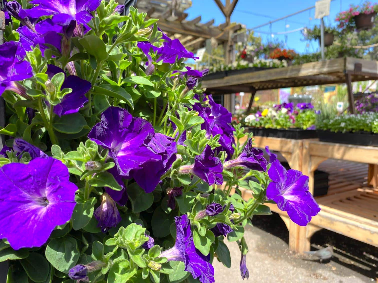Ask the Garden Guru | Sloat Garden Center