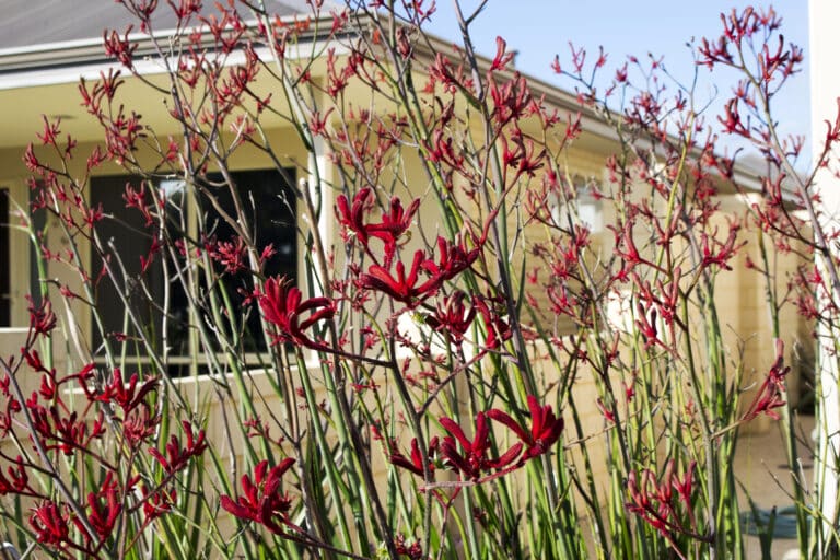 Create a Ladybug Garden | Sloat Garden Center